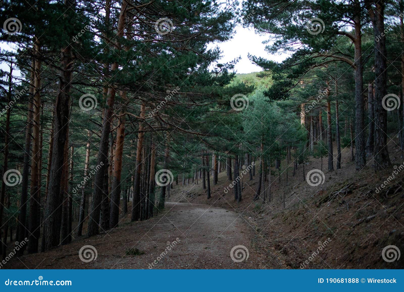 Beautiful Pathway Covered in Fallen Trees in the Forest with Big Trees ...
