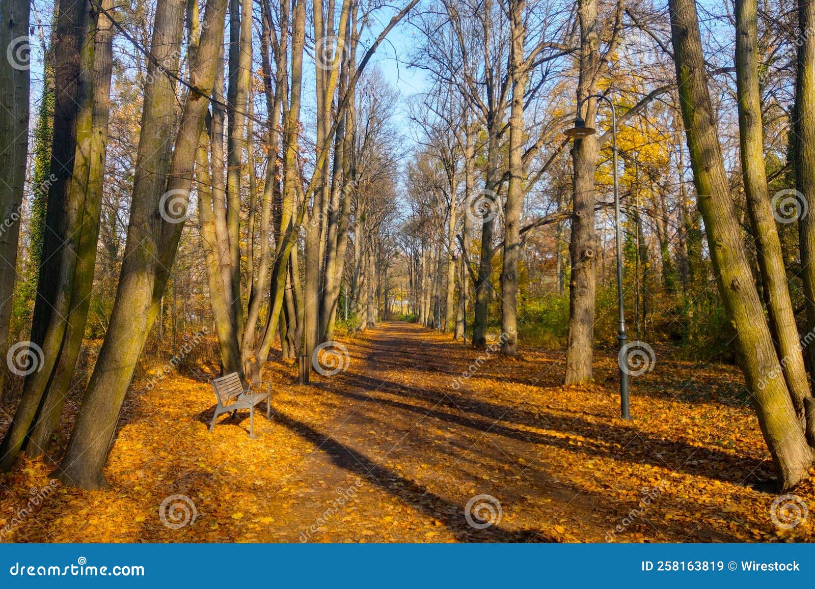 Beautiful Pathway through a Forest during Autumn Stock Image - Image of ...