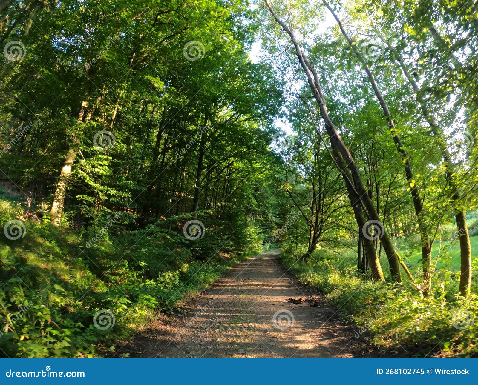 Beautiful Pathway in the Green Forest Stock Image - Image of path ...