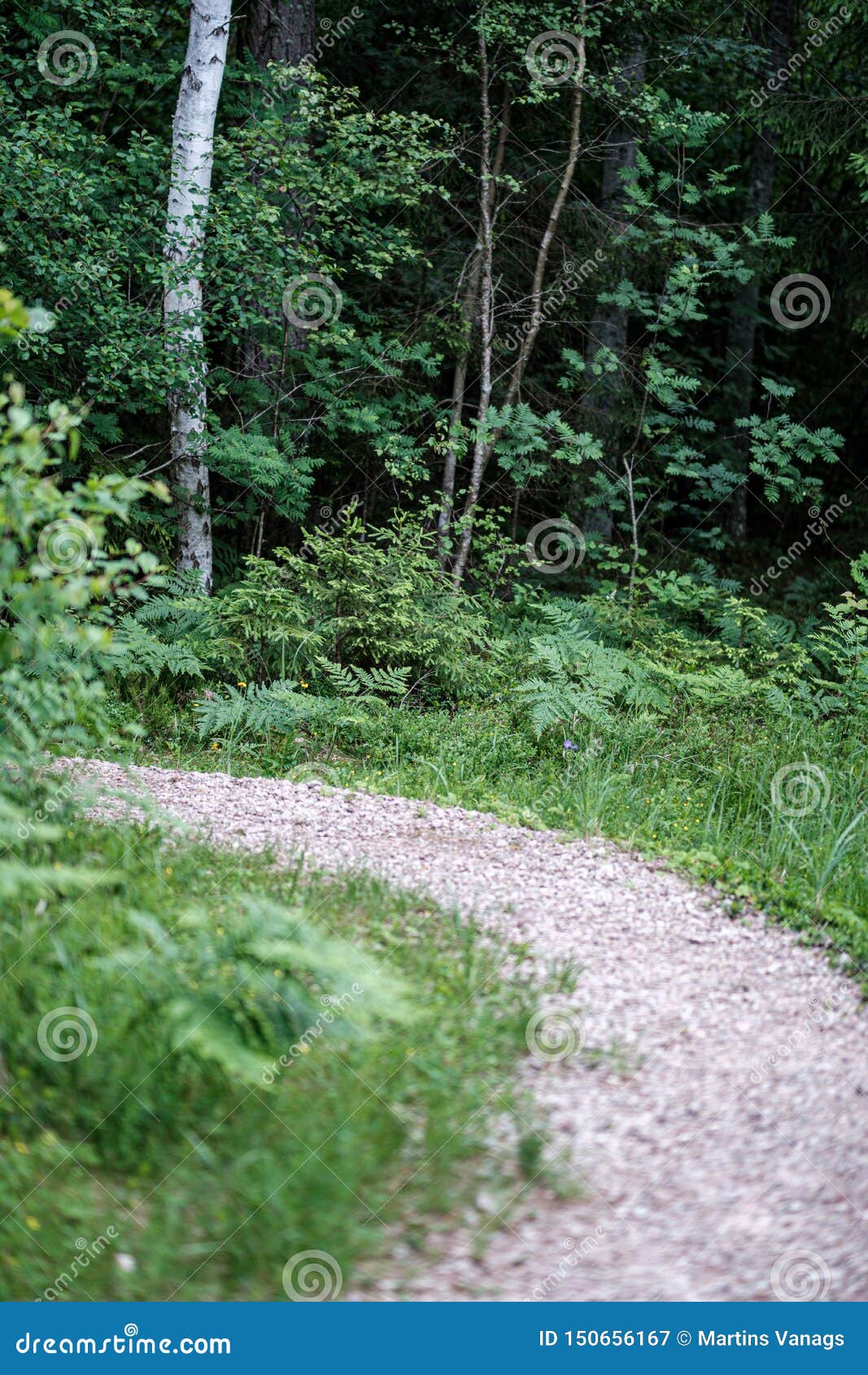 Wet Pathway After Rain On Background Of Buildings Royalty-Free Stock ...