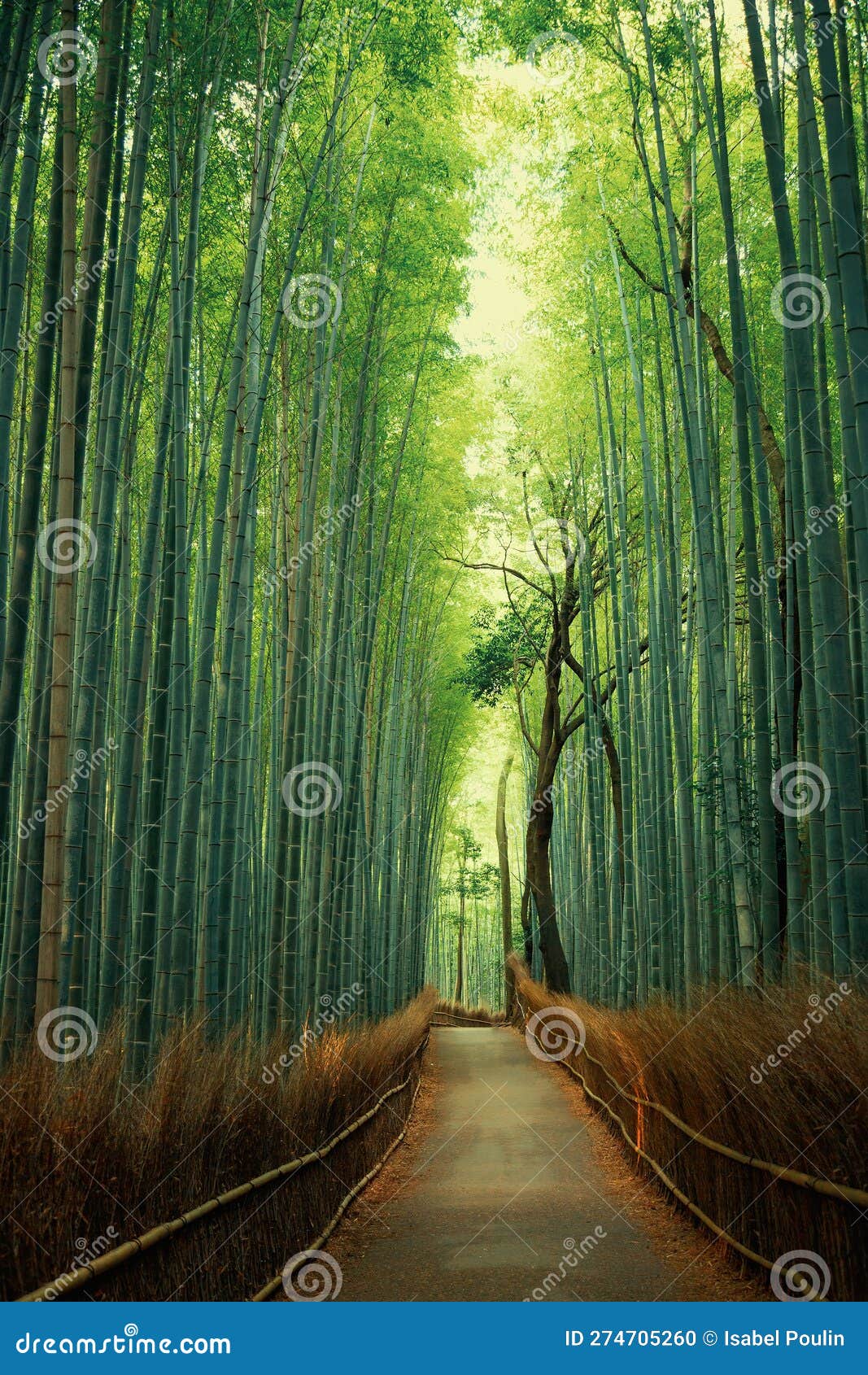 Beautiful Pathway Ina Bamboo Forest Stock Photo - Image of garden ...