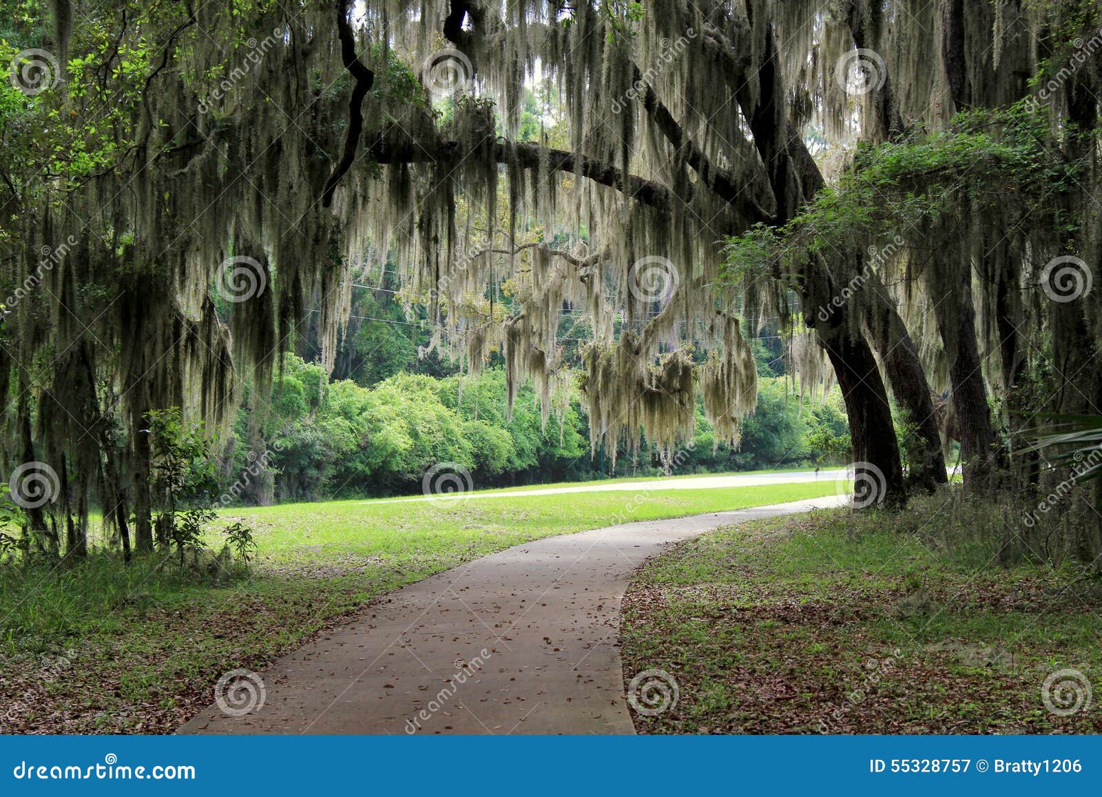 Beautiful Pathway with Moss Covered Trees Hanging Over it Stock Image ...