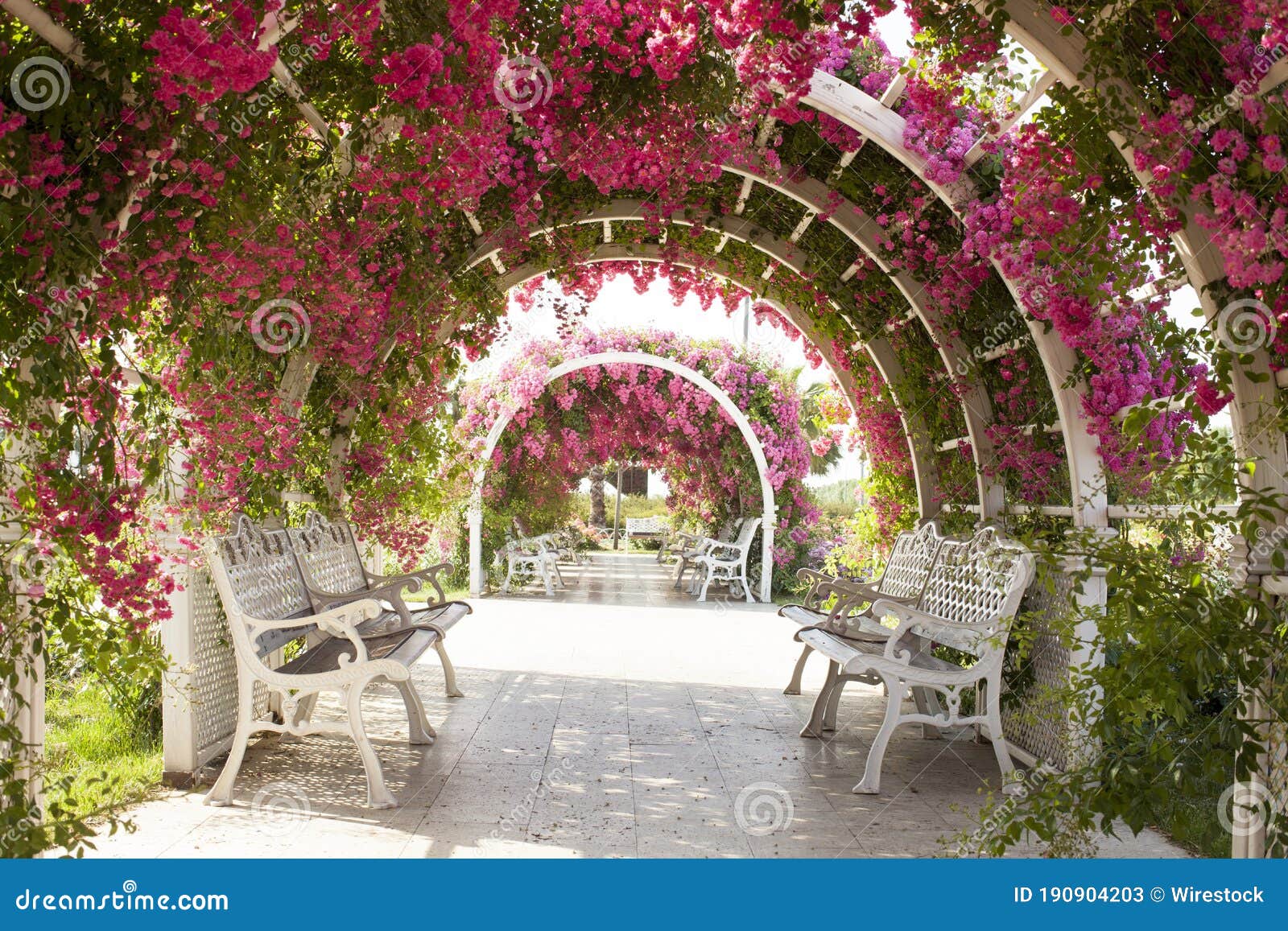 Beautiful Pathway with White Benches Under an Arch of Roses Stock Image ...