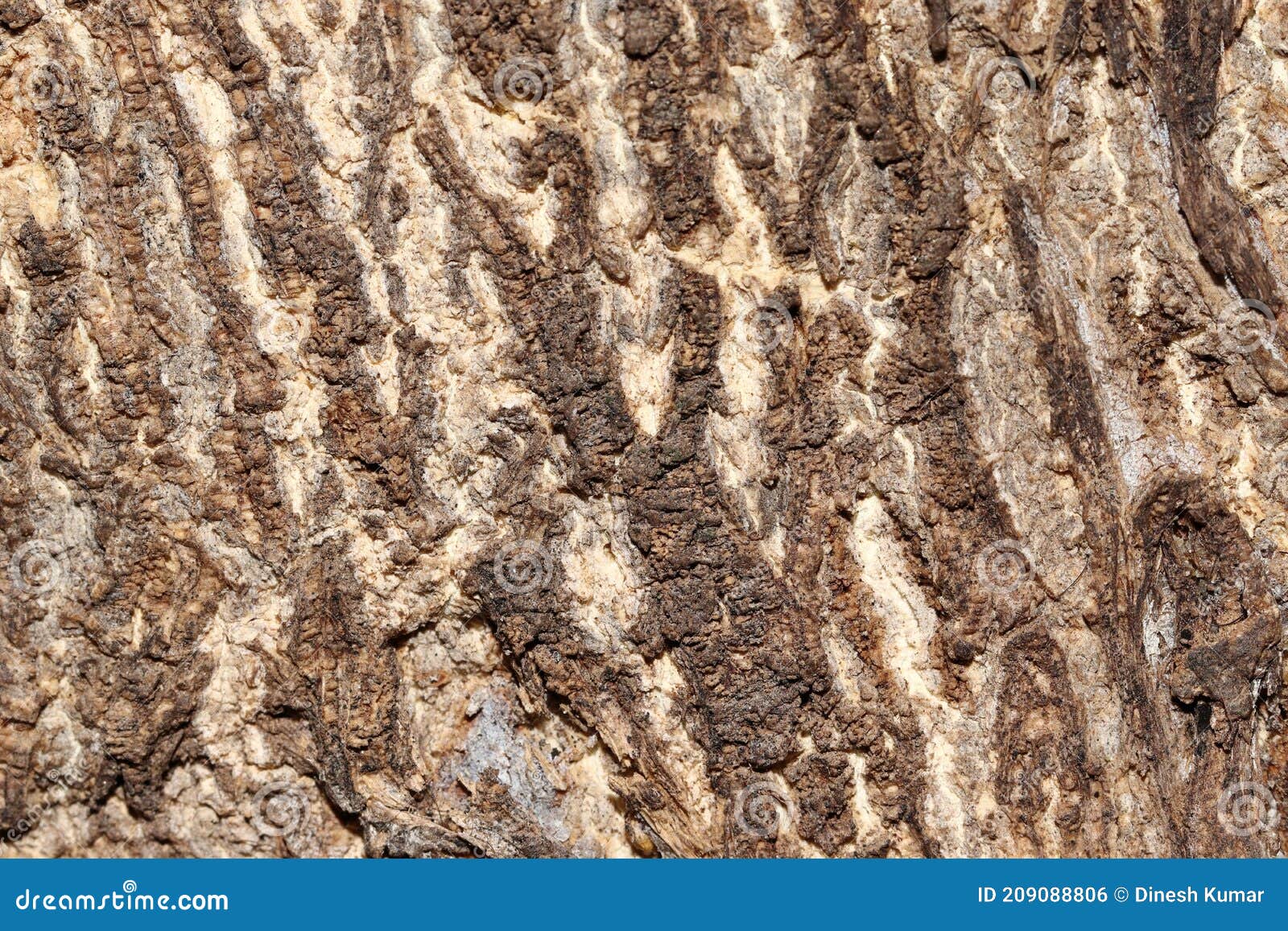 Beautiful Pattern of Arjuna Tree Bark and Texture Background Stock ...