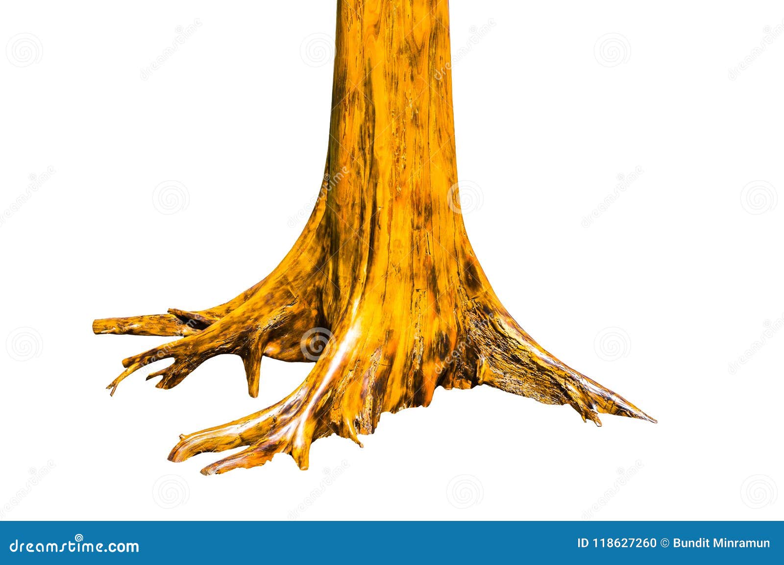 Brown Tree Trunk with Roots Isolated on White Background. Stock Photo ...