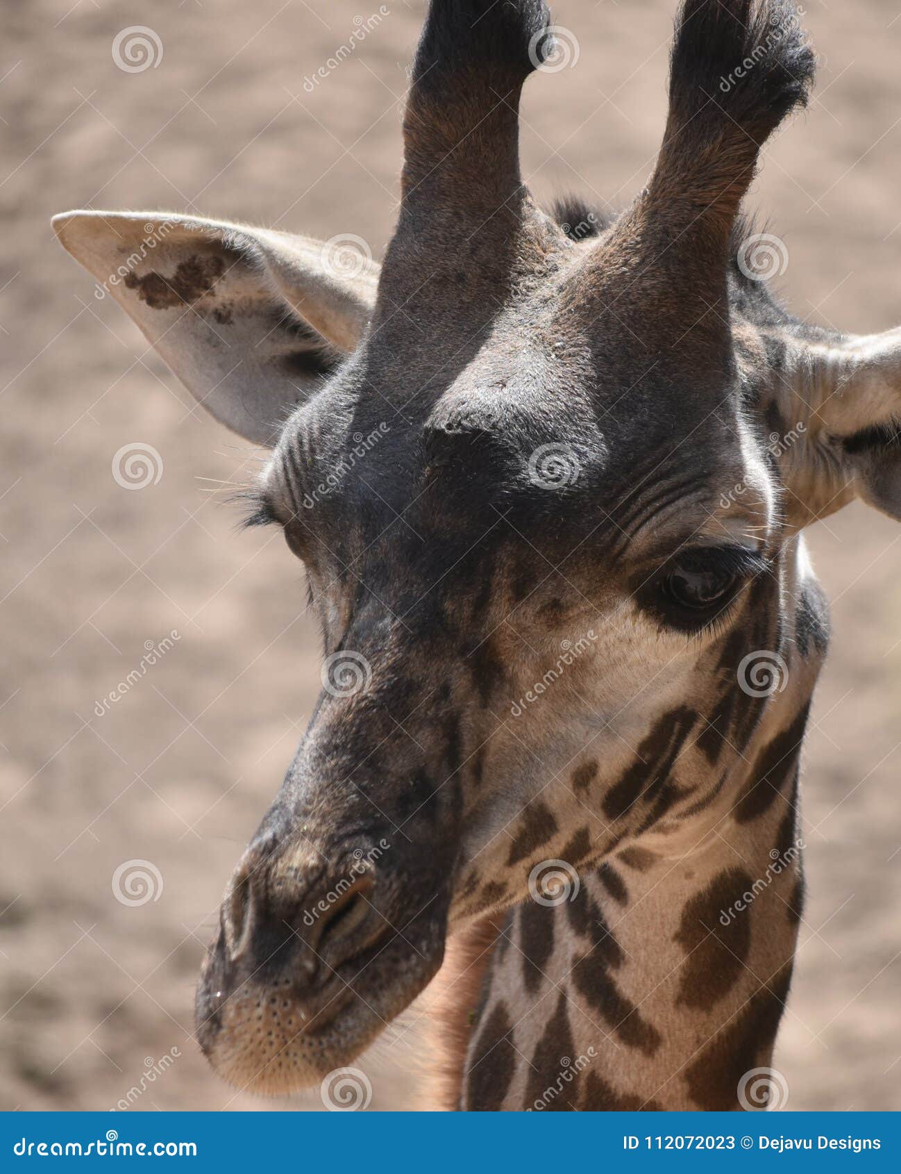 Close Up on a Giraffe`s Adorable Face Stock Image - Image of giraffe ...
