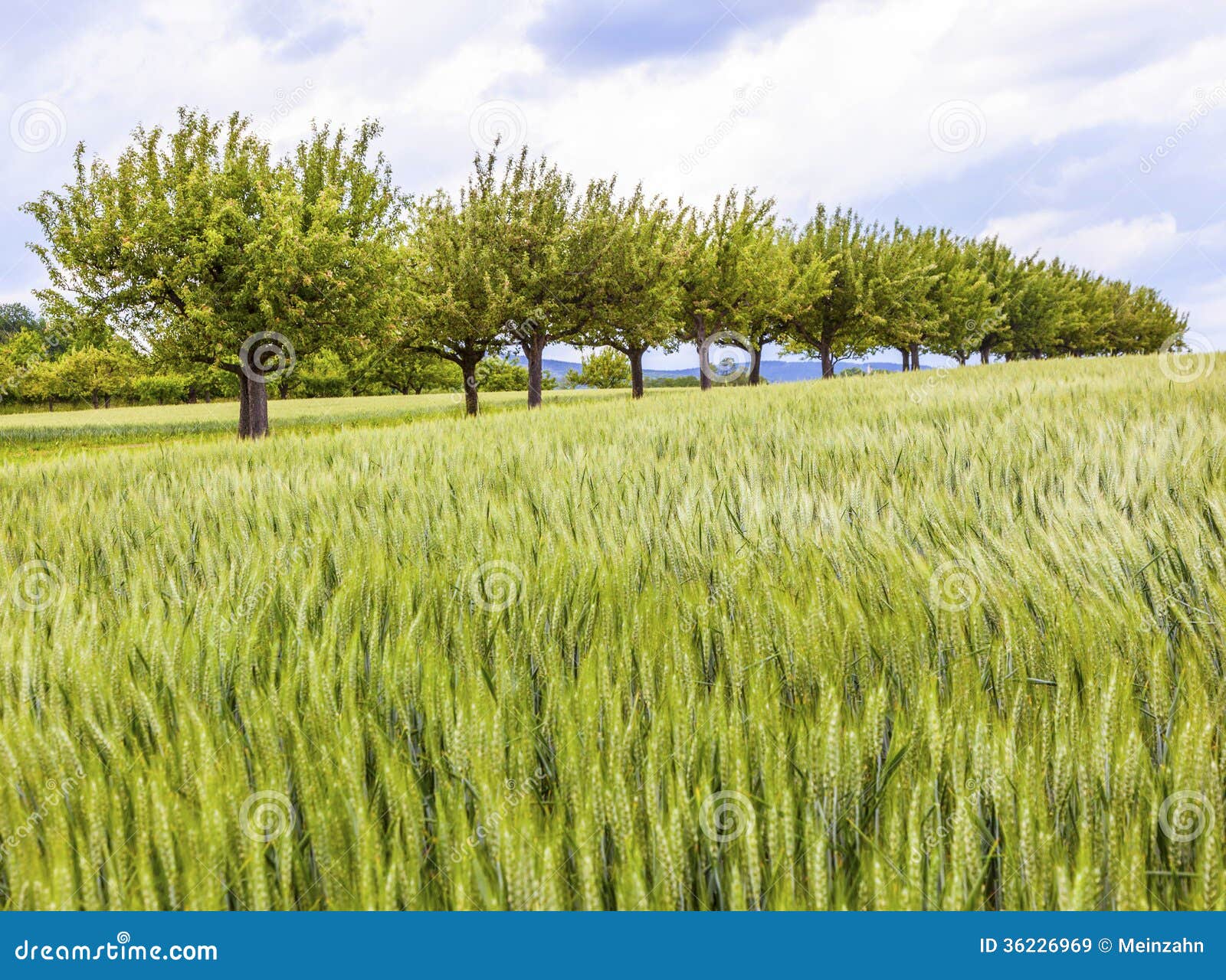 Beautiful Pattern of Green Grain Stock Image - Image of climate ...