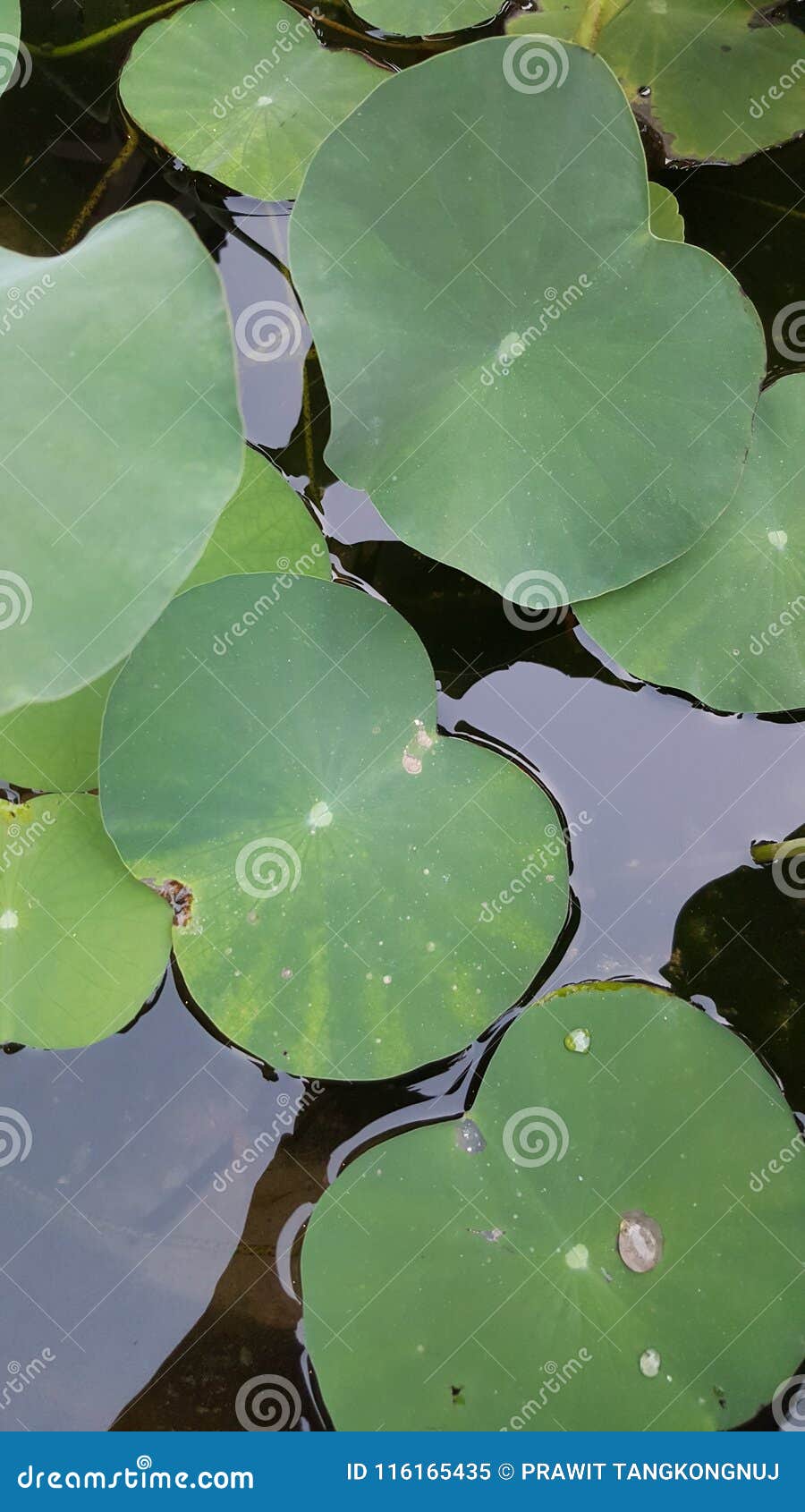 Pattern on Green Lotus Leaf. Stock Image - Image of foliage, plant ...