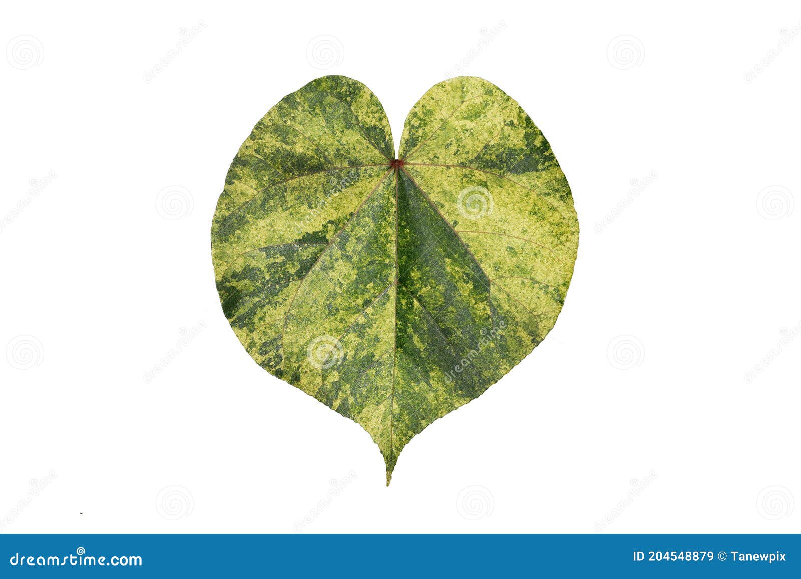 Beautiful Pattern Heart Shaped Leaves Isolated on White Stock Image ...