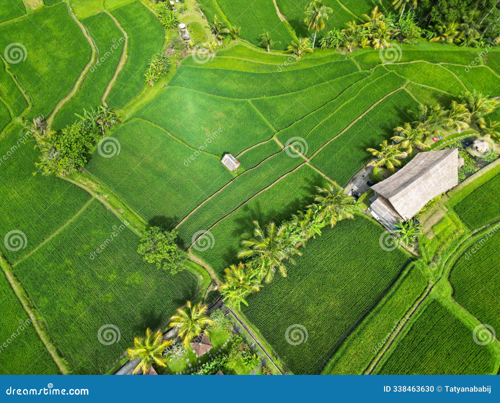 Beautiful Pattern Landscape with Green Rice Fields View and Panoramic ...