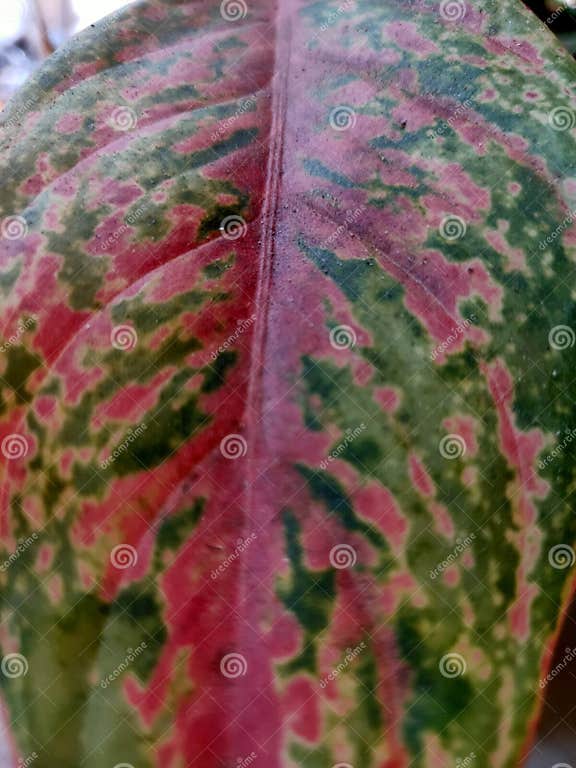 A Beautiful Pattern on a Leaf that Makes it Look More Beautiful Stock ...