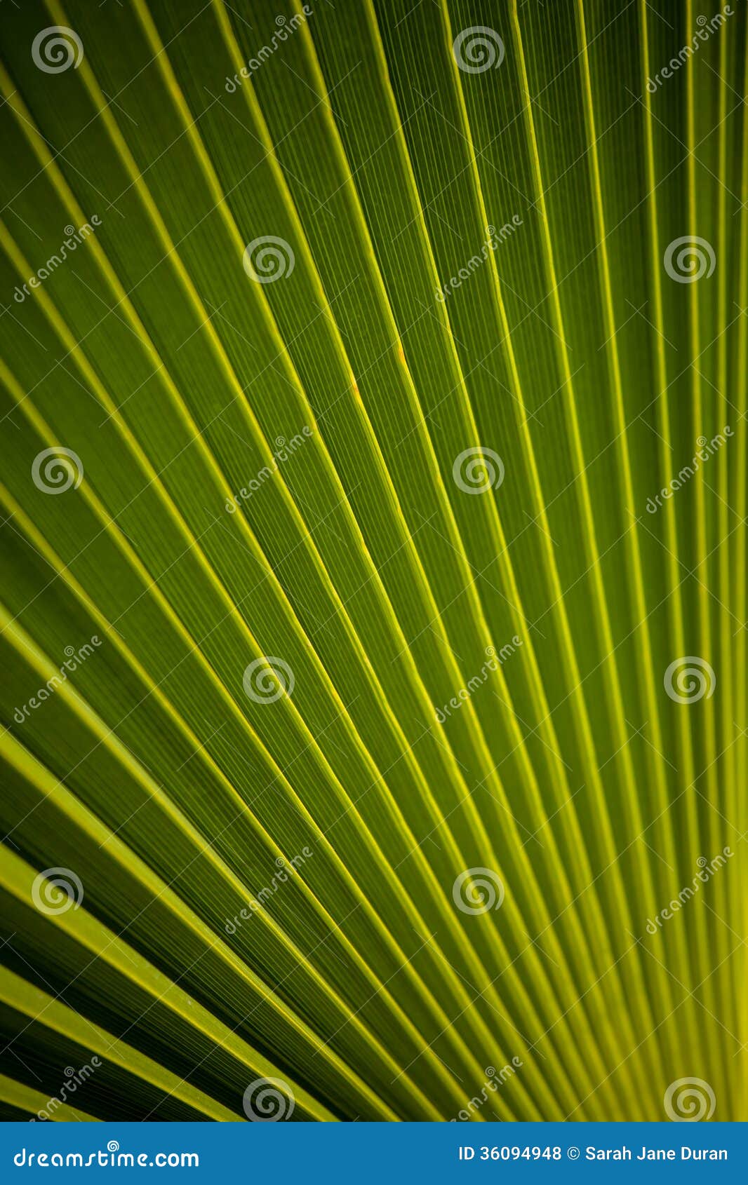 Beautiful Pattern of a Palm Leaf Stock Photo - Image of botany, garden ...
