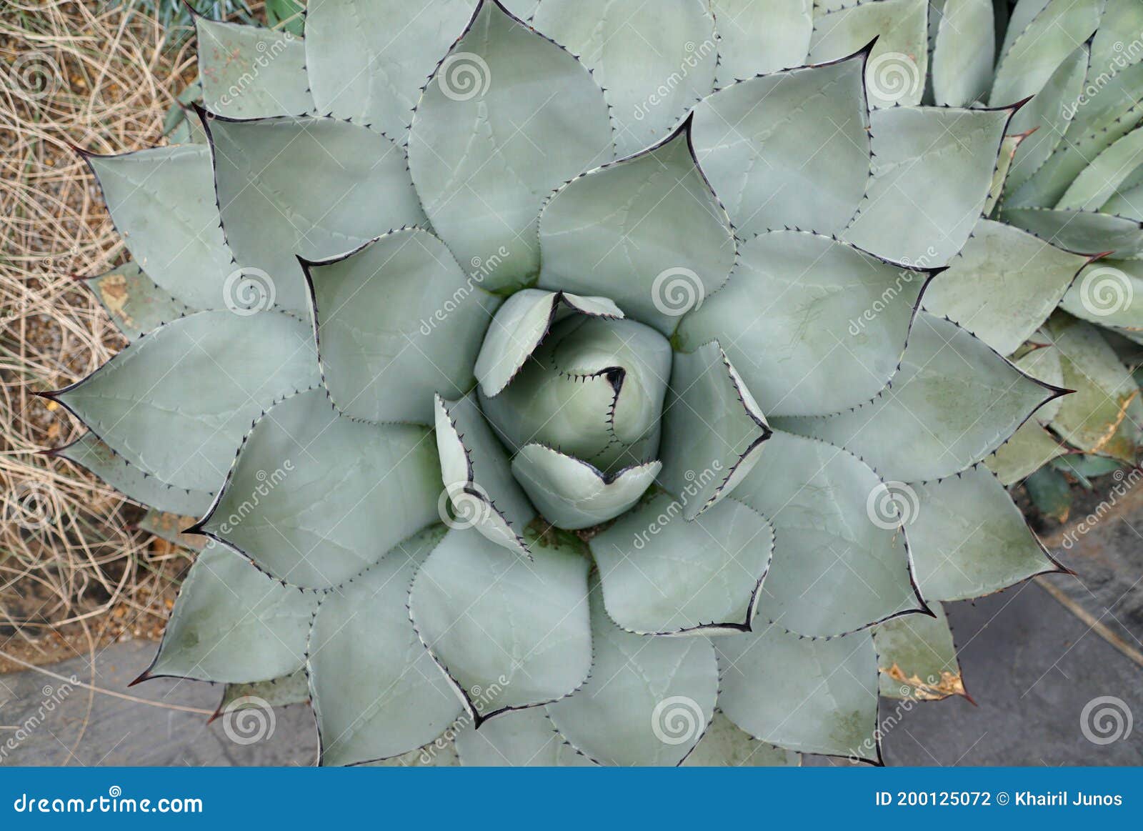 Beautiful Pattern of Parry Agave Cactus Plant Stock Photo - Image of ...