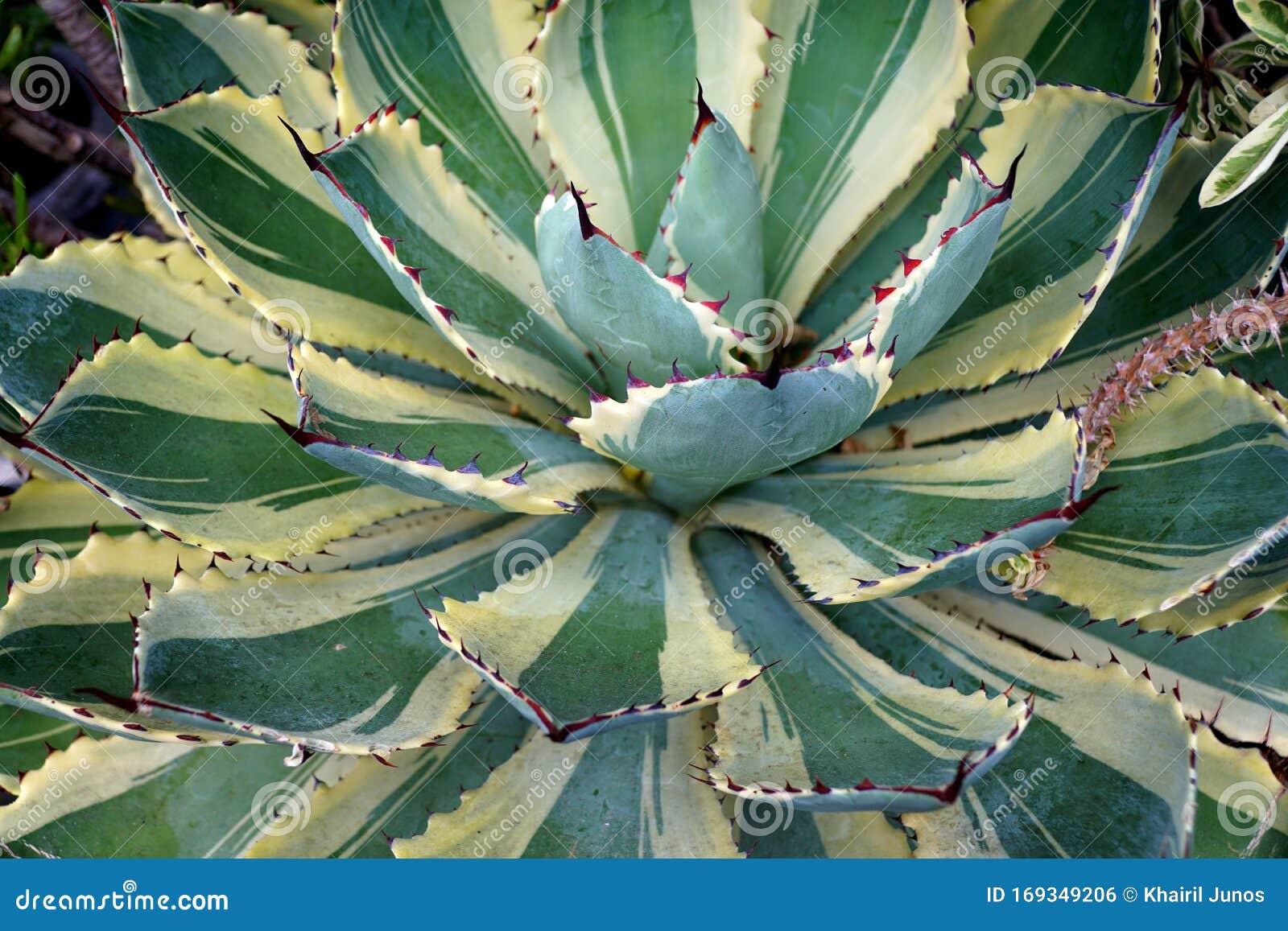 Beautiful Pattern of Parry Agave Cactus Plant Stock Photo - Image of ...