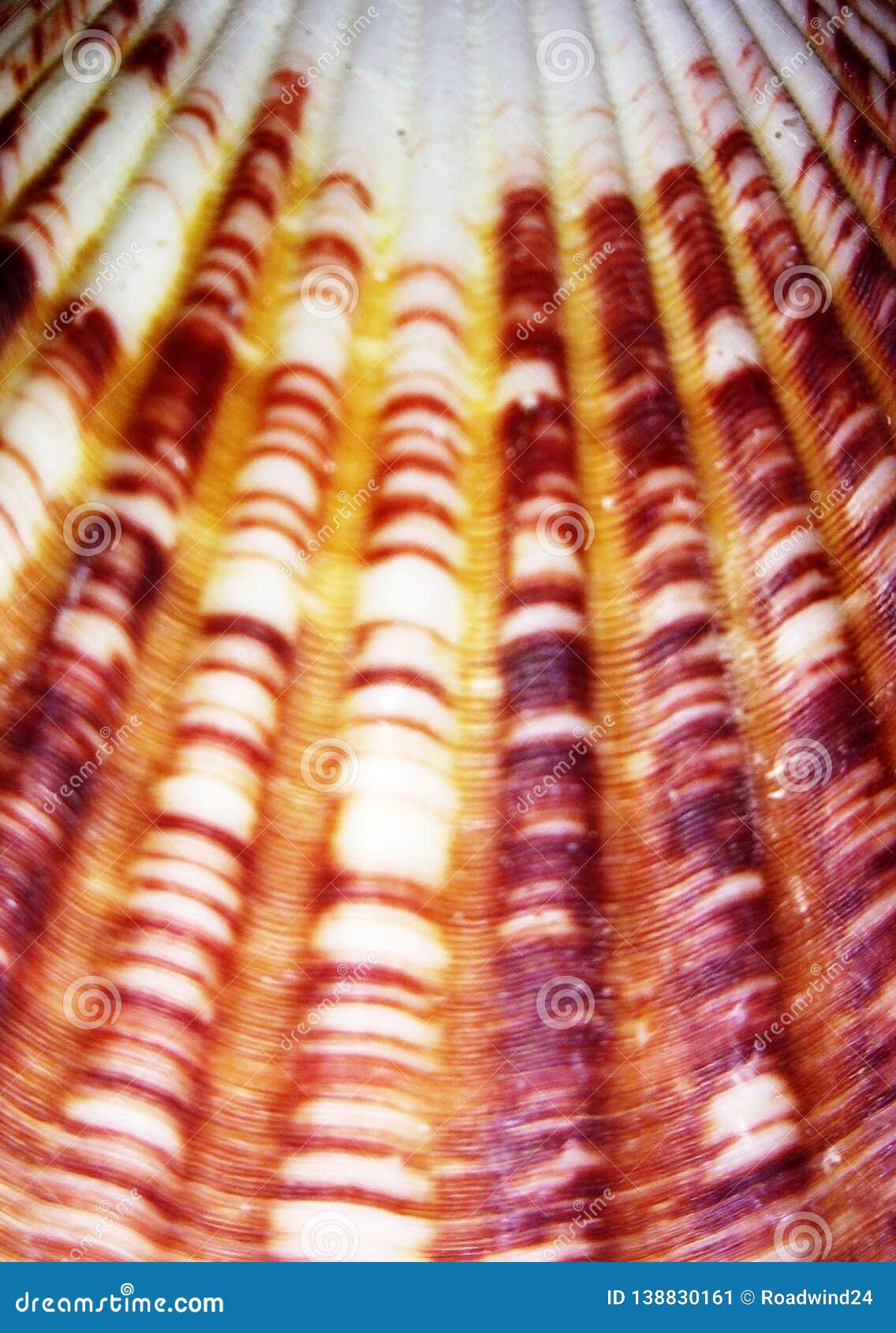 Beautiful Pattern of Scallop Seashell Stock Image - Image of yellow ...