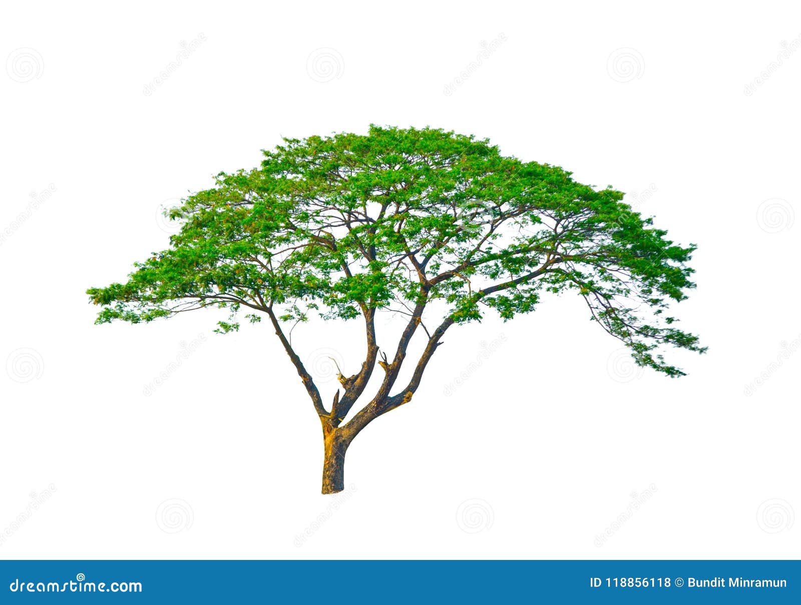 Beautiful Shape of Green Tree Isolated on White Background. Stock Photo ...