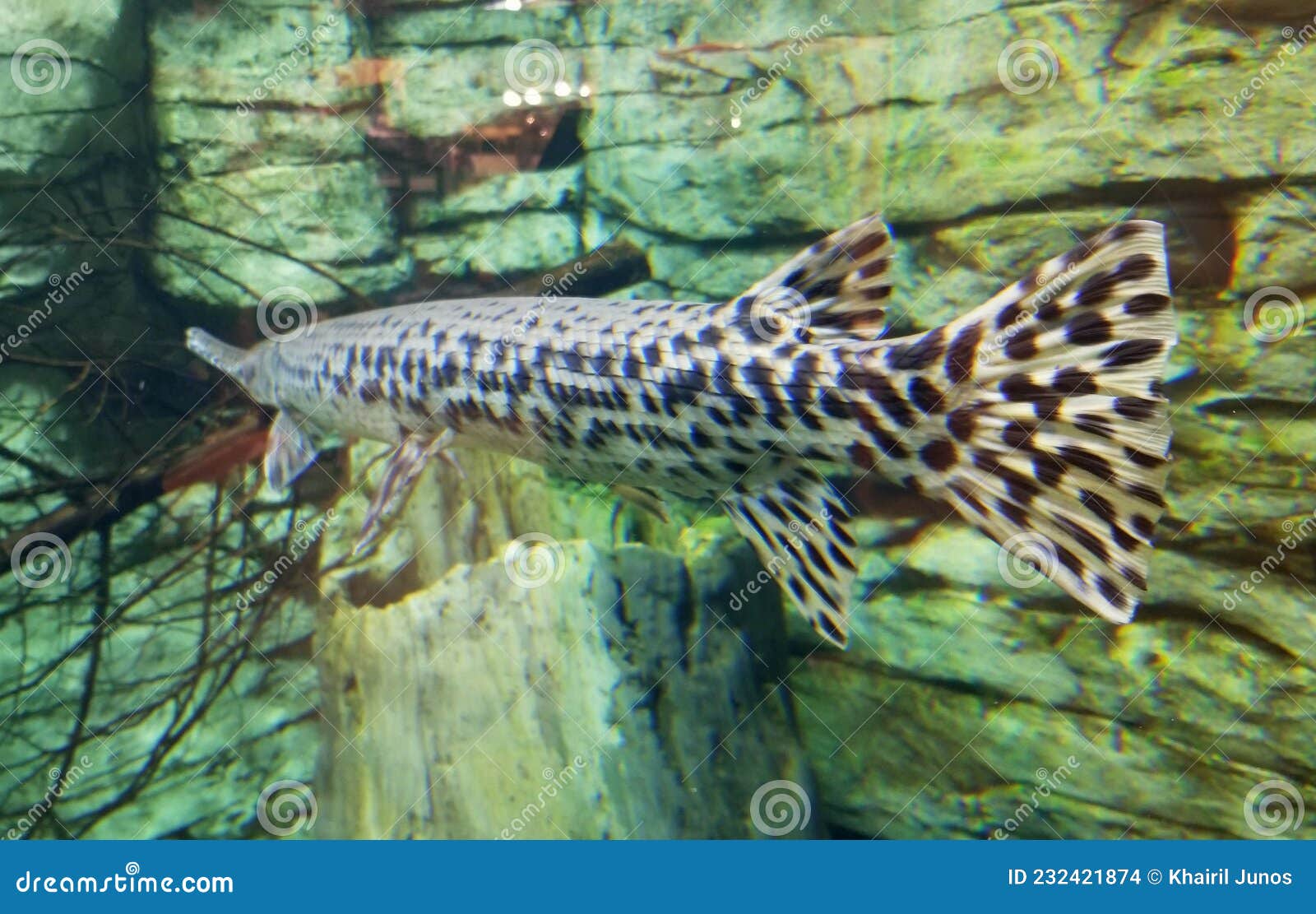 Beautiful Pattern on the Tail of an Alligator Gar Fish Stock Photo ...