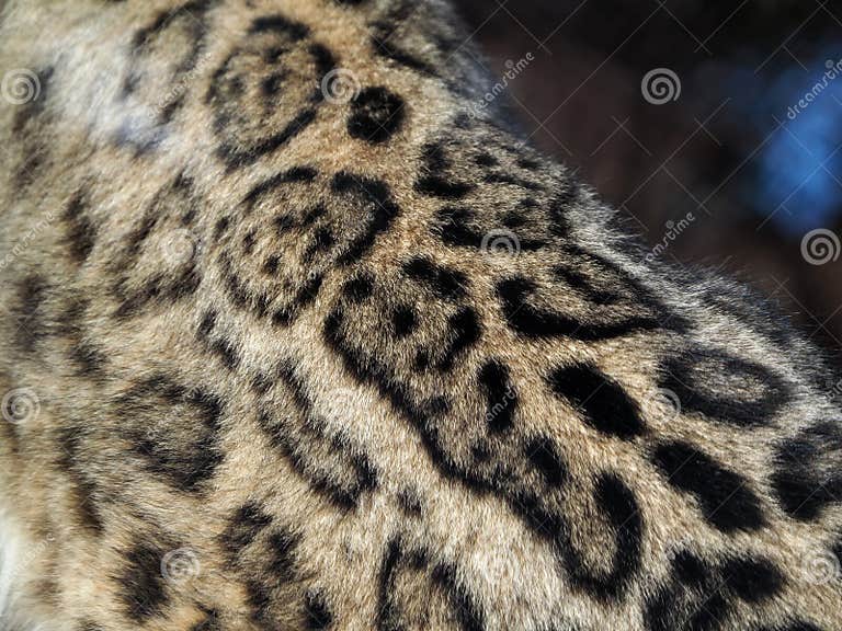 Beautiful Pattern and Texture of Snow Leopard Fur. the Spots are ...