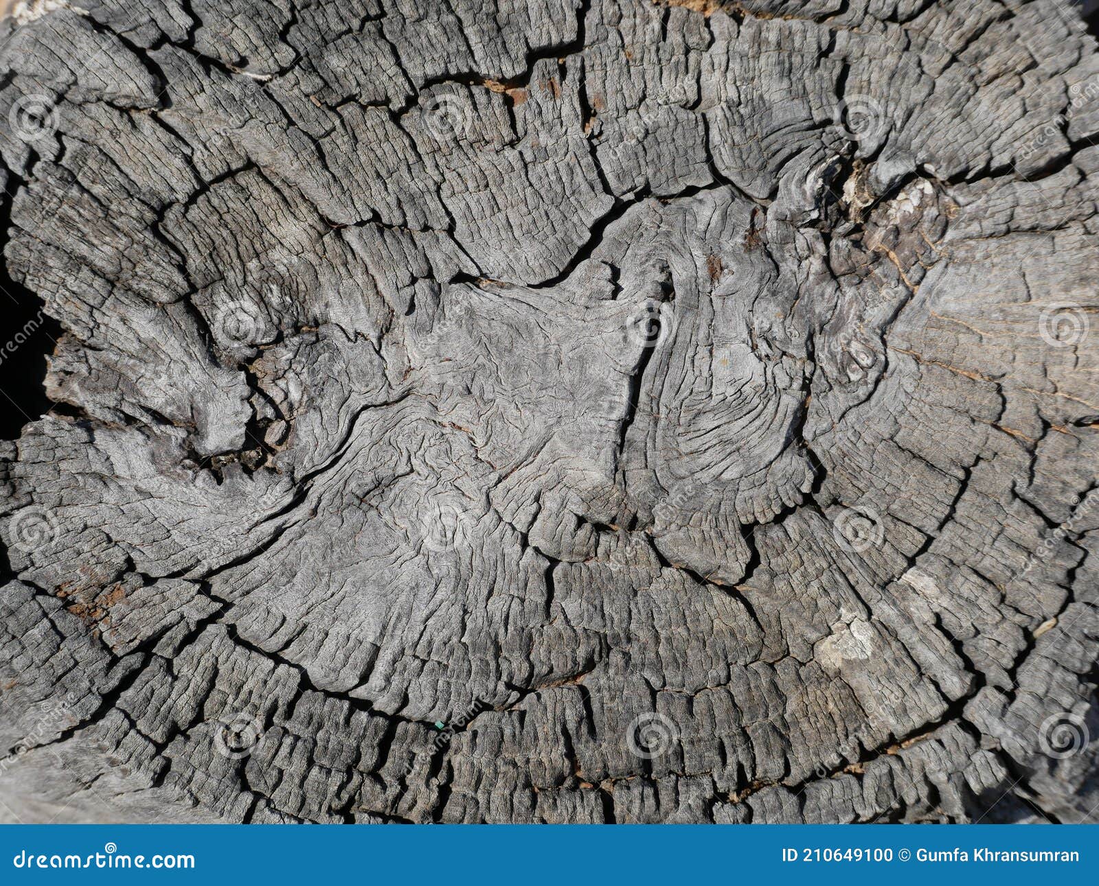 Beautiful Pattern of Tree Stump Stock Photo - Image of root, park ...