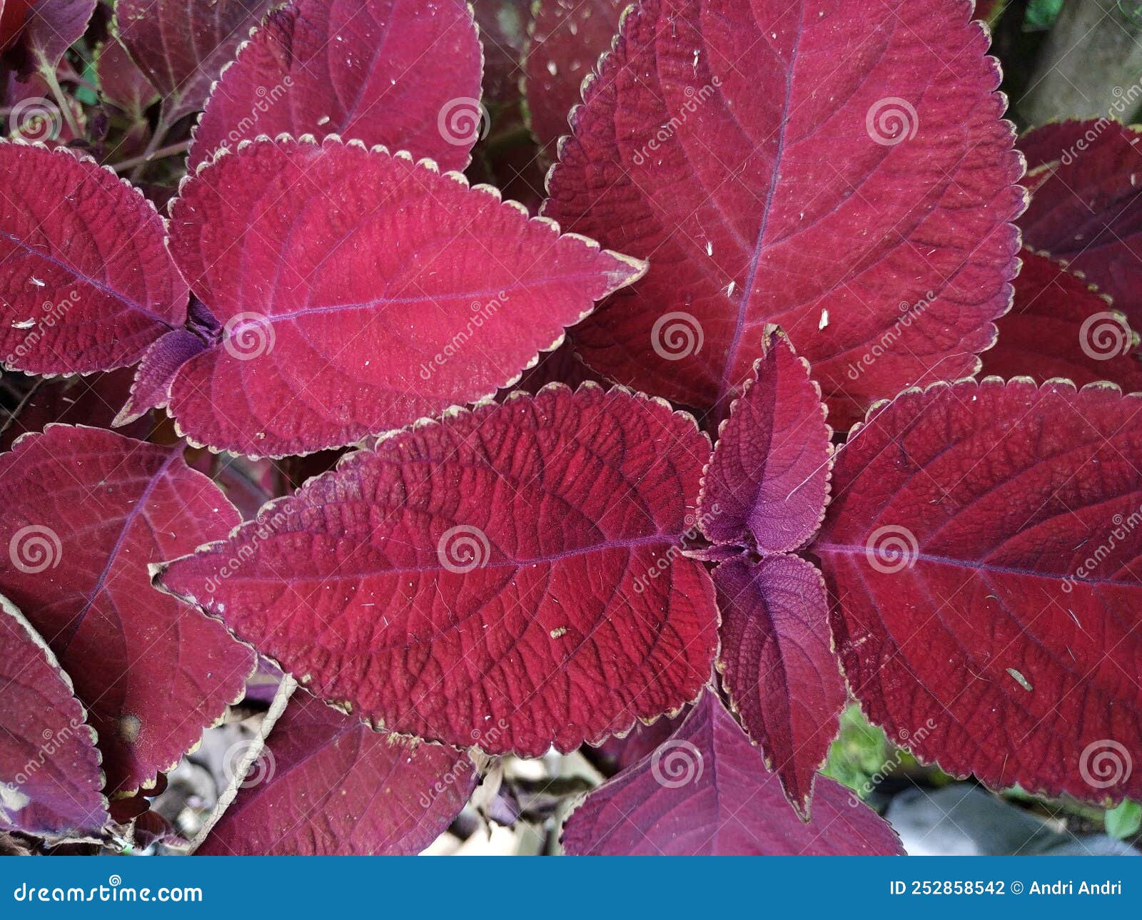 Beautiful Patterned Red Leaf Texture Stock Photo - Image of deciduous ...