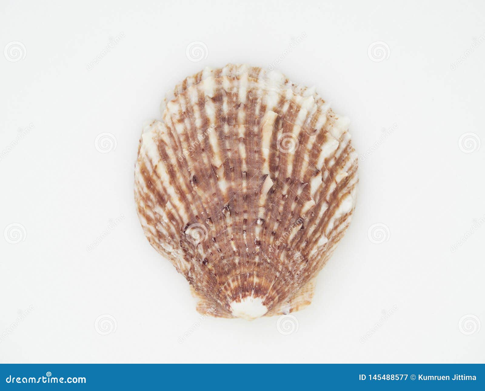 Beautiful patterned shells stock image. Image of wooden - 145488577