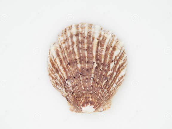 Beautiful patterned shells stock image. Image of wooden - 145488577