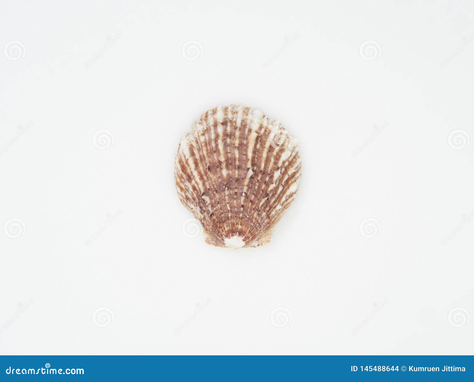 Beautiful patterned shells stock photo. Image of wood - 145488644