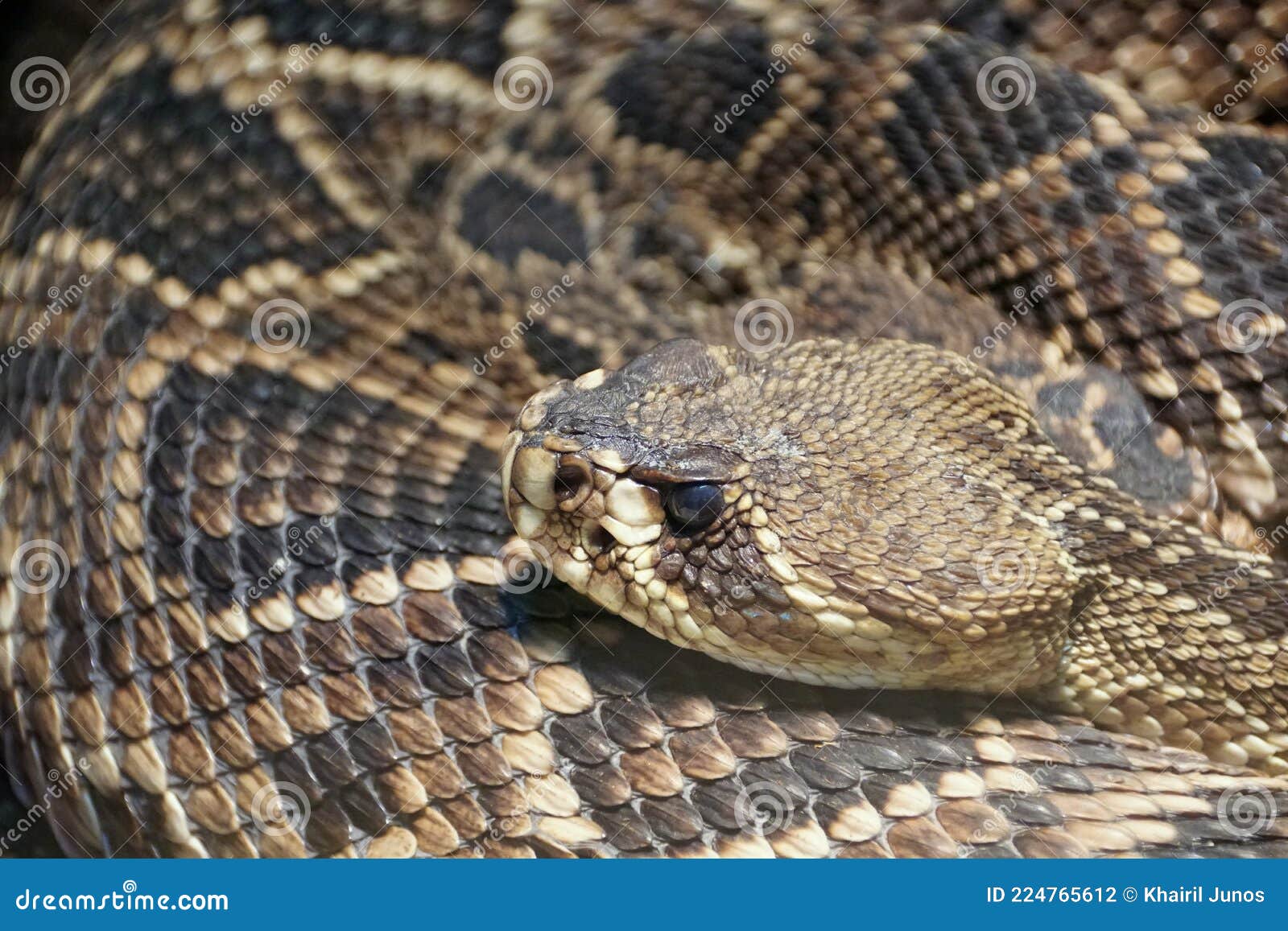 Diamondback Rattlesnake Pattern