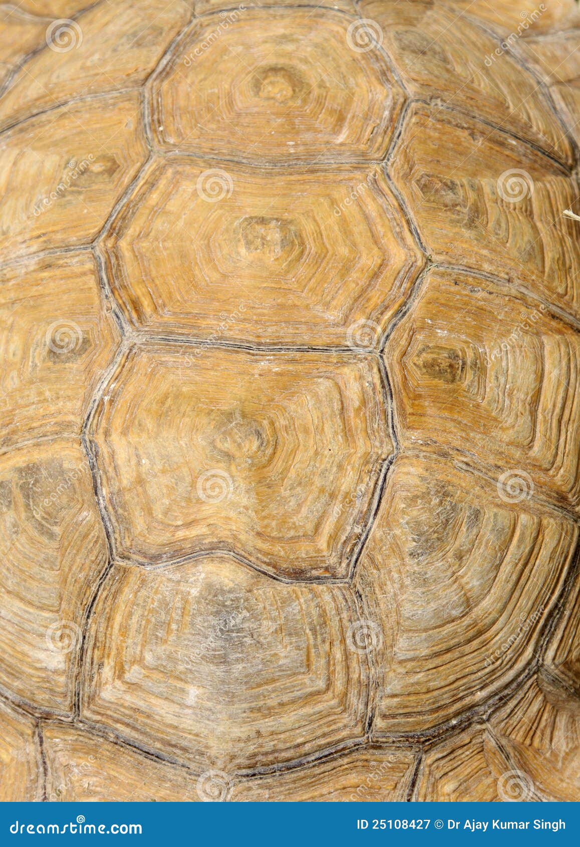Beautiful Patterns on Hard Tortoise Shell Stock Image - Image of ...