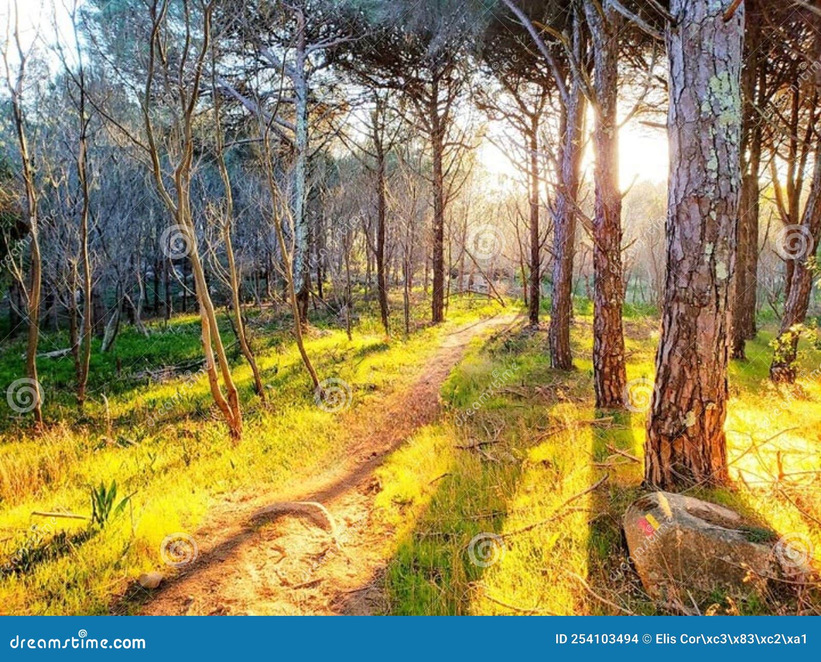 Beautiful and Peaceful, Forest Being Lit by the Sun from the Setting ...