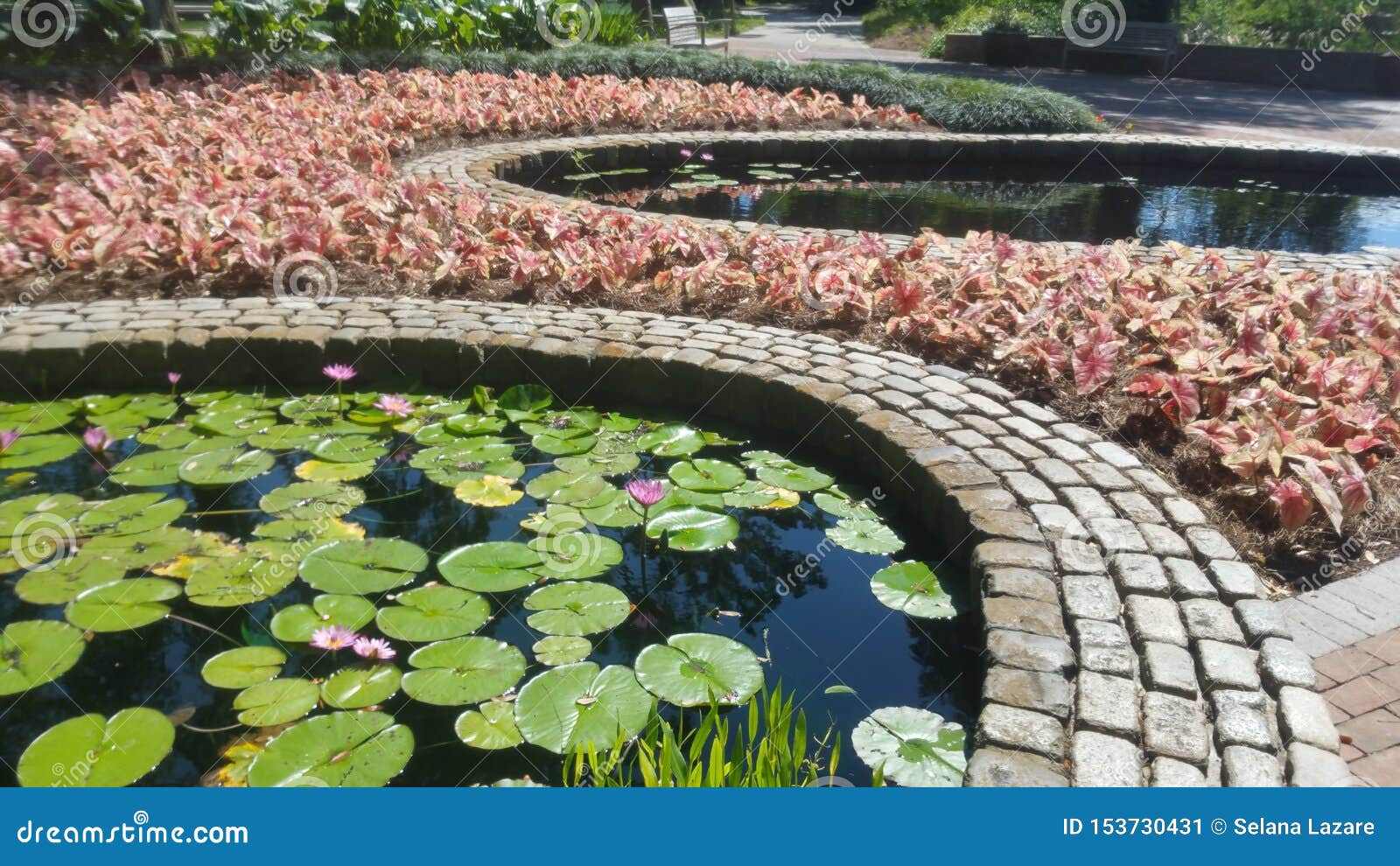Beautiful Peaceful Lilly Pond Editorial Photo - Image of pond, park ...