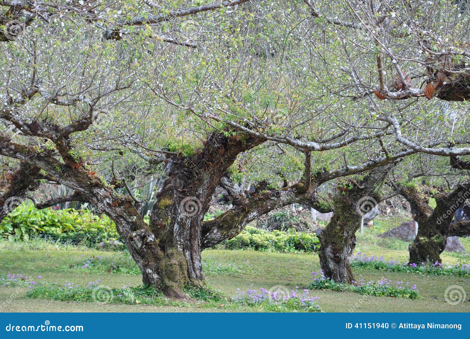 The Beautiful Peach in Angkang. Stock Photo - Image of vacation ...