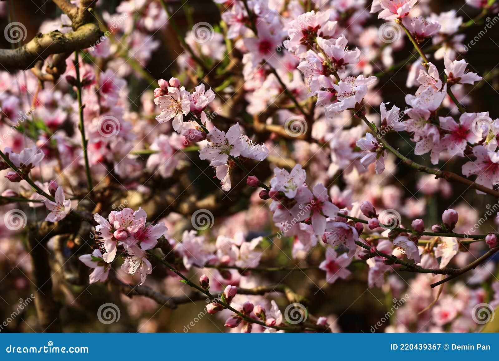 Beautiful peach blossom stock image. Image of bloom - 220439367