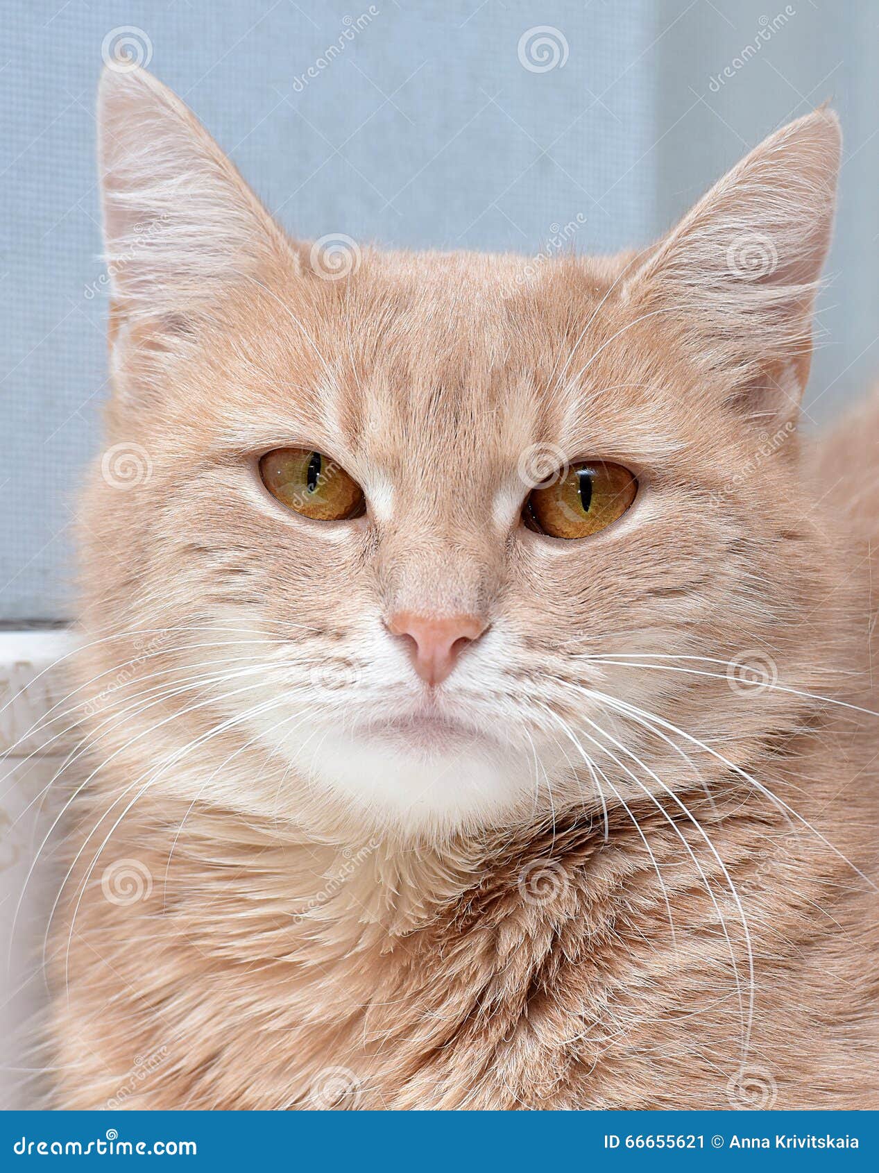 Beautiful peach cat stock image. Image of ginger, expression - 66655621