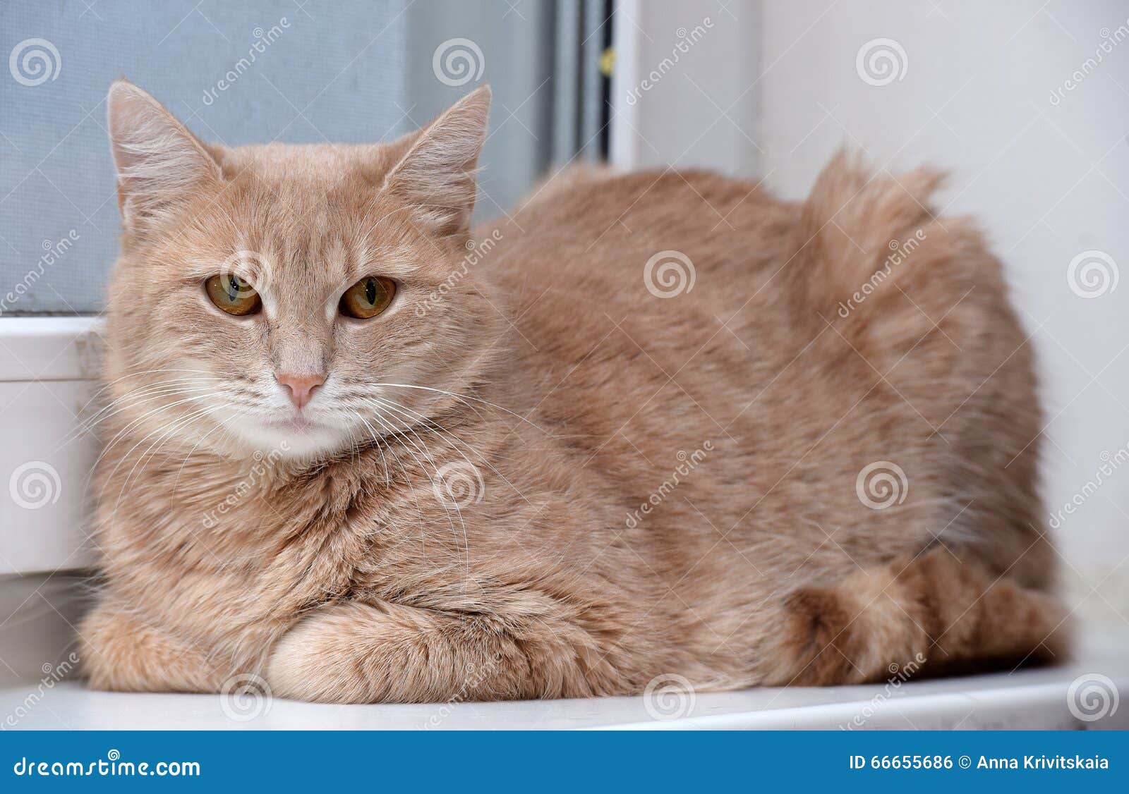 Beautiful peach cat stock photo. Image of ears, beauty - 66655686