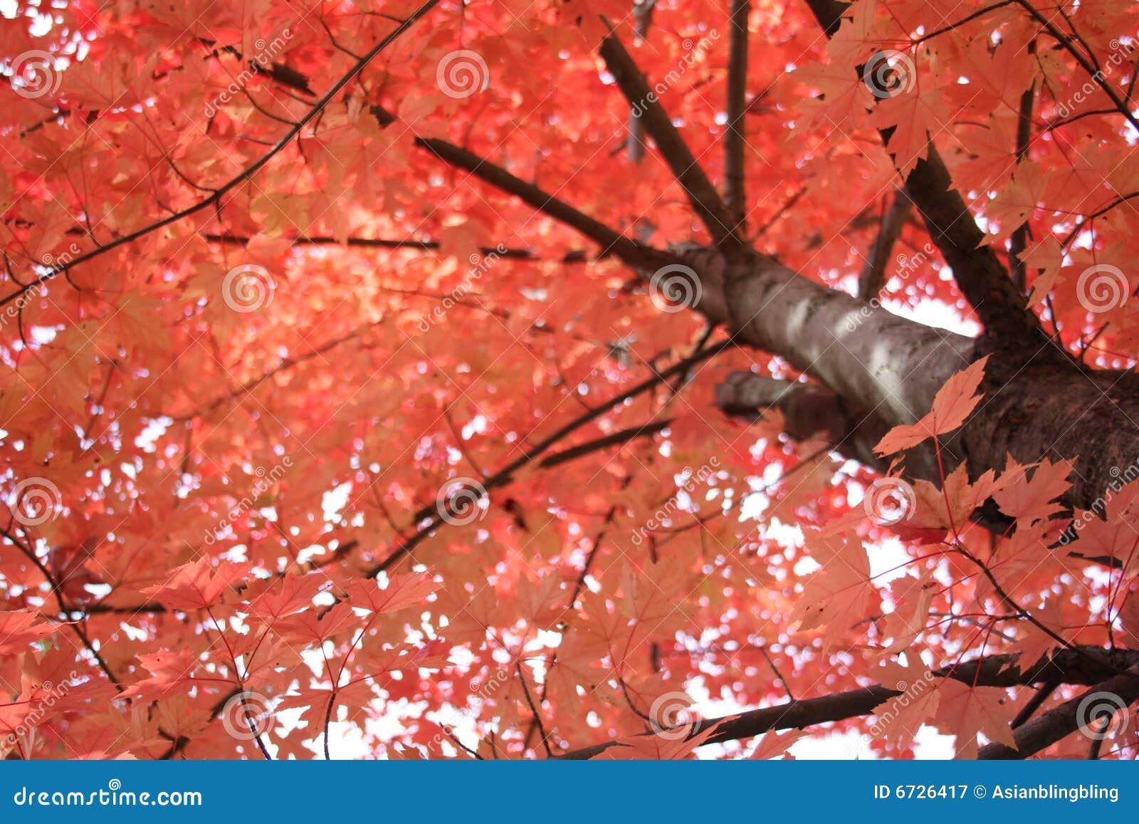 Beautiful Peach Color Leaves Stock Image - Image of peach, nature: 6726417