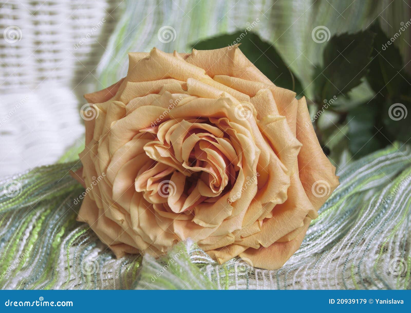 Beautiful Peach-colored Roses Stock Image - Image of leaves, gift: 20939179