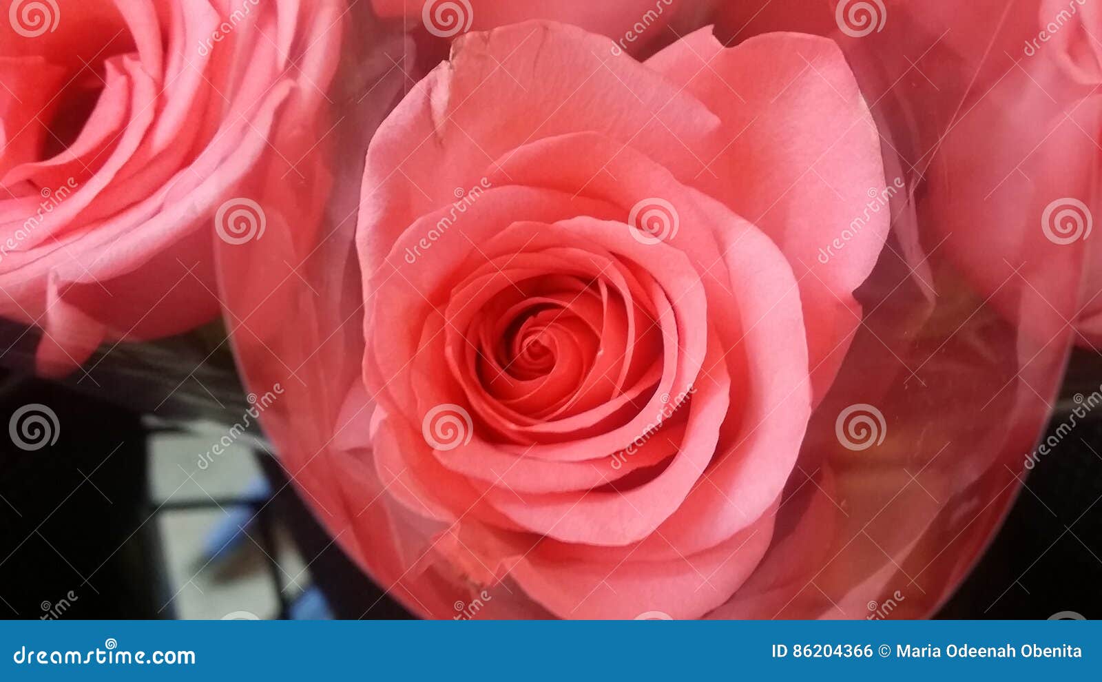 Beautiful peach rose stock photo. Image of peach, beautiful - 86204366