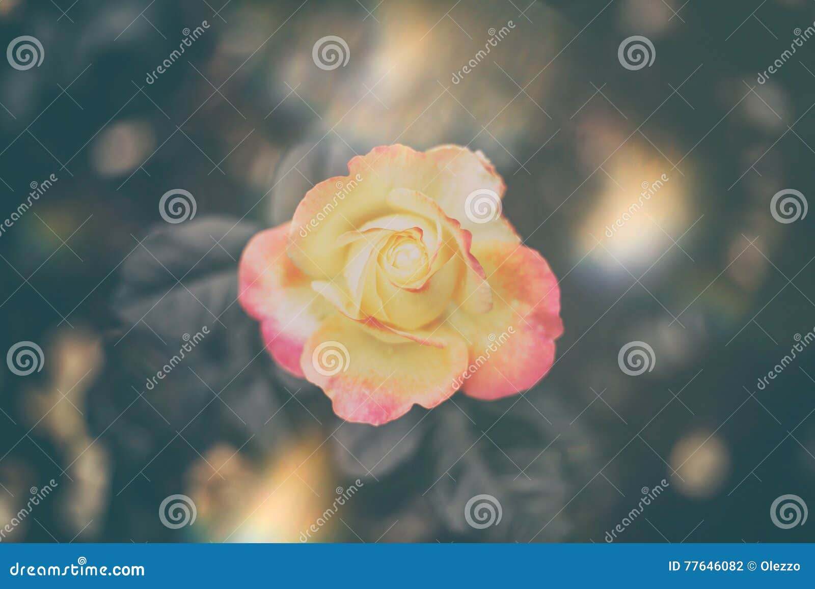 Beautiful Peach Rose, View from Above, Nature Stock Photo - Image of ...