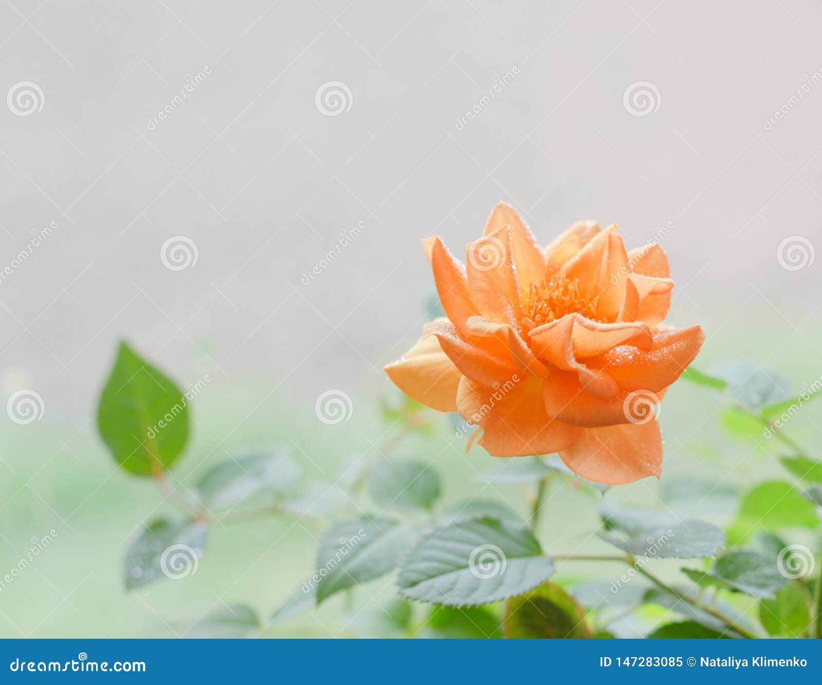 Beautiful Peach Tea Rose from Top View Stock Image - Image of peach ...