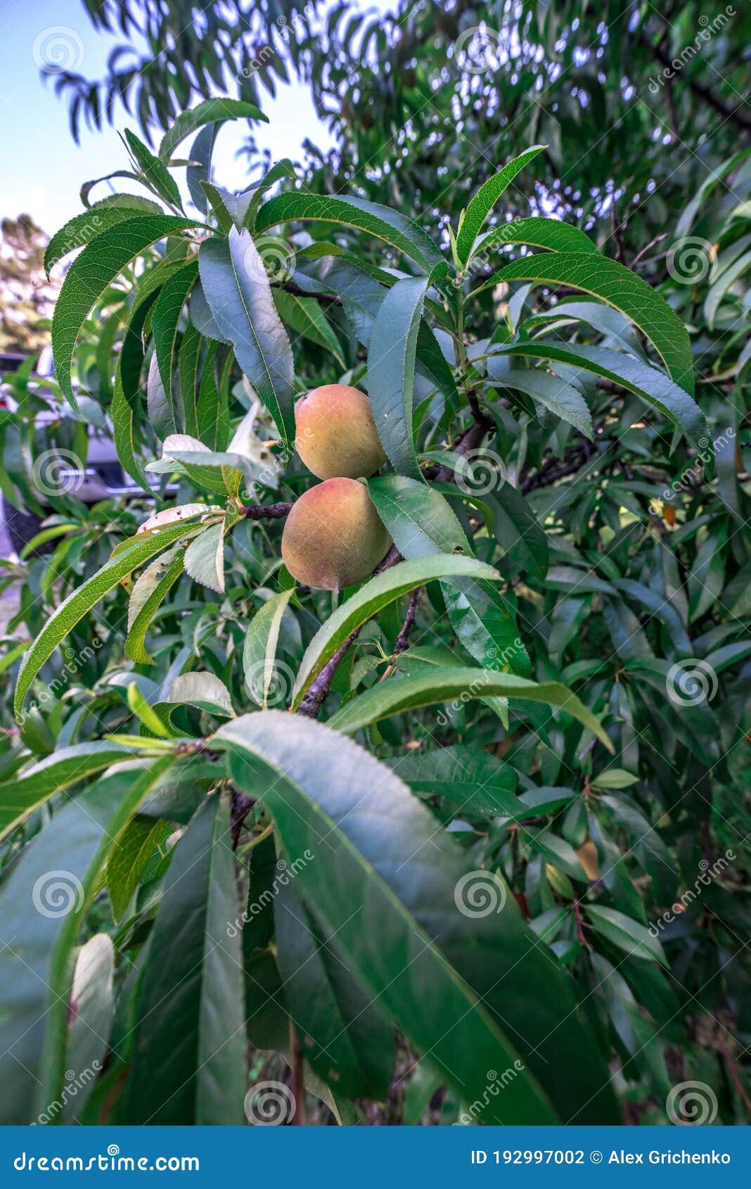 Beautiful Peach Tree with Ripe Peaches Stock Photo - Image of yellow ...
