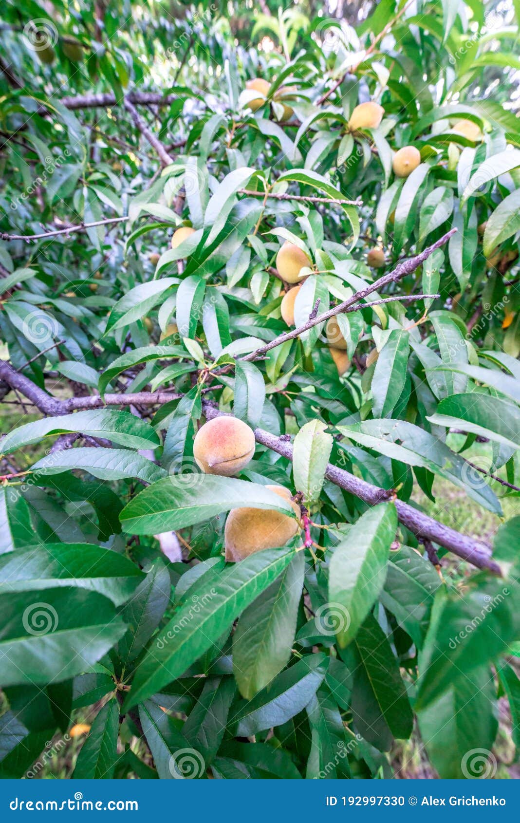 Beautiful Peach Tree with Ripe Peaches Stock Photo - Image of flora ...