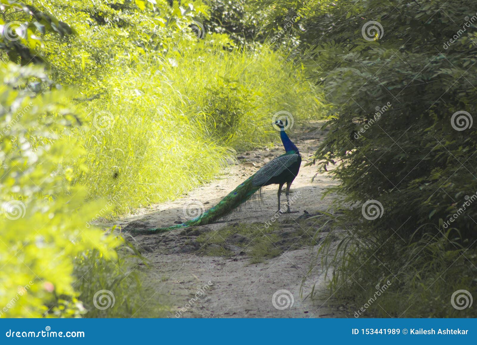 A Beautiful Peacock Seen in the Morning Stock Image - Image of morning ...
