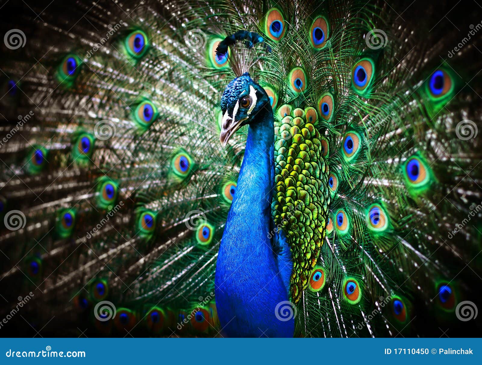 Beautiful peacock stock photo. Image of feathers, peafowl - 17110450