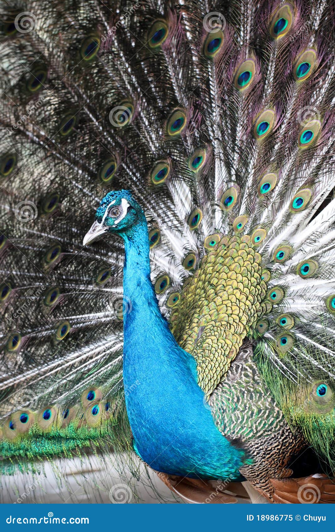 Beautiful peacock stock image. Image of show, bird, beauty - 18986775