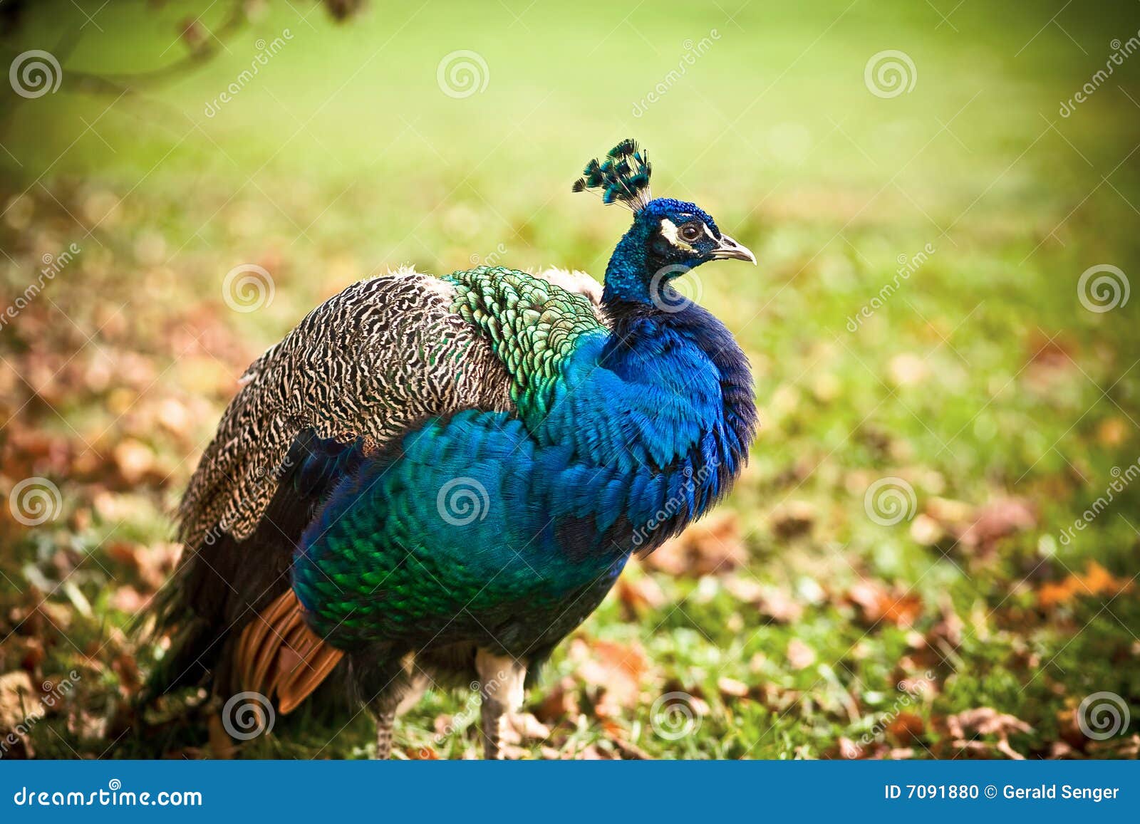 Beautiful Peacock Stock Photo | CartoonDealer.com #7091880