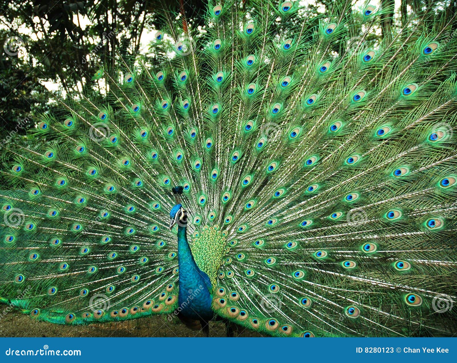 Beautiful peacock stock image. Image of fancy, bright - 8280123