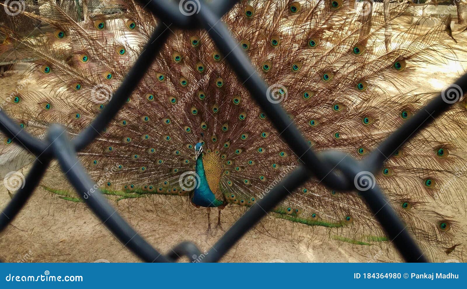 A Beautiful Peacock Behind the Cage Stock Photo - Image of garden ...