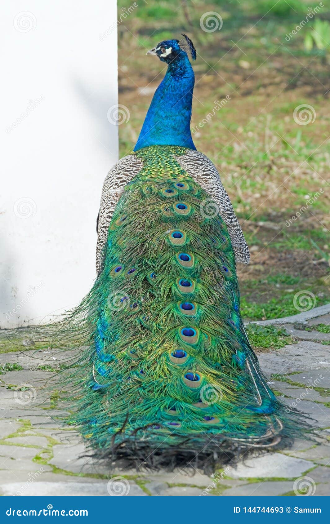 The Beautiful Peacock stock image. Image of side, green - 144744693
