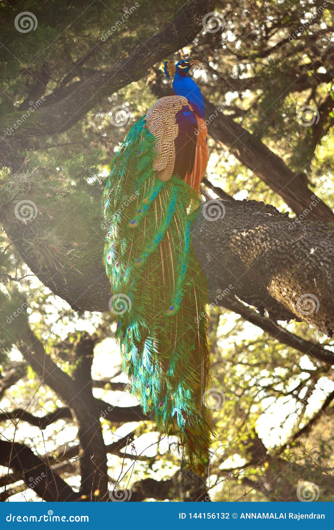 Beautiful Peacock Closeup on Tree Stock Photo - Image of blue, detail ...